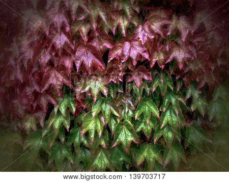 Ivy Plant Leaves Image & Photo (Free Trial) | Bigstock