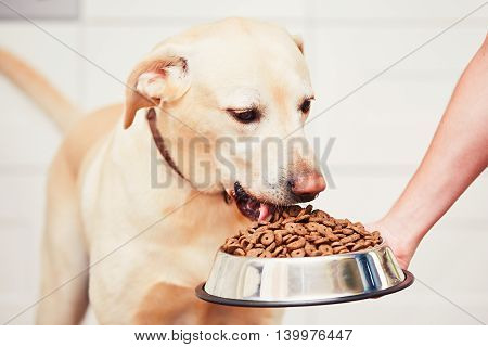 Feeding Hungry Dog Image & Photo (Free Trial) | Bigstock