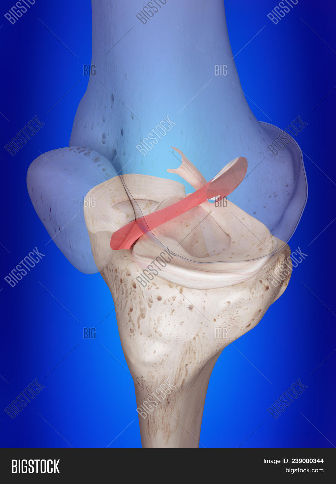 3d Rendered, Medically Image & Photo (Free Trial) | Bigstock