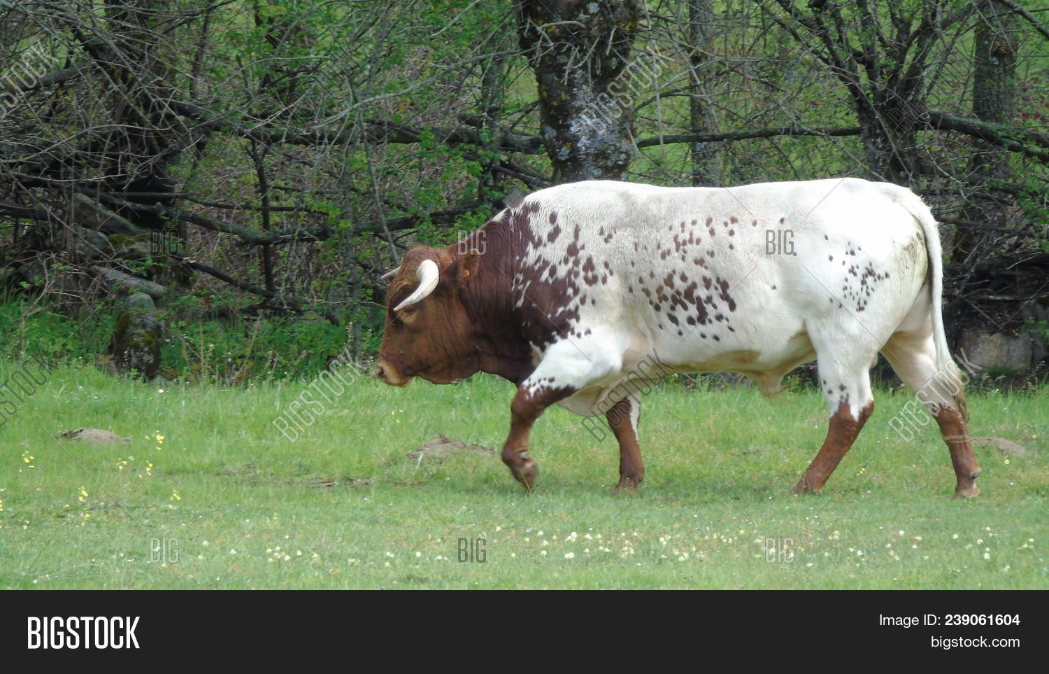 Brown White Bull Big Image & Photo (Free Trial) | Bigstock