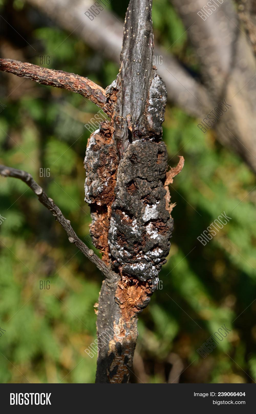 Cherry Tree Branch Image & Photo (Free Trial) | Bigstock