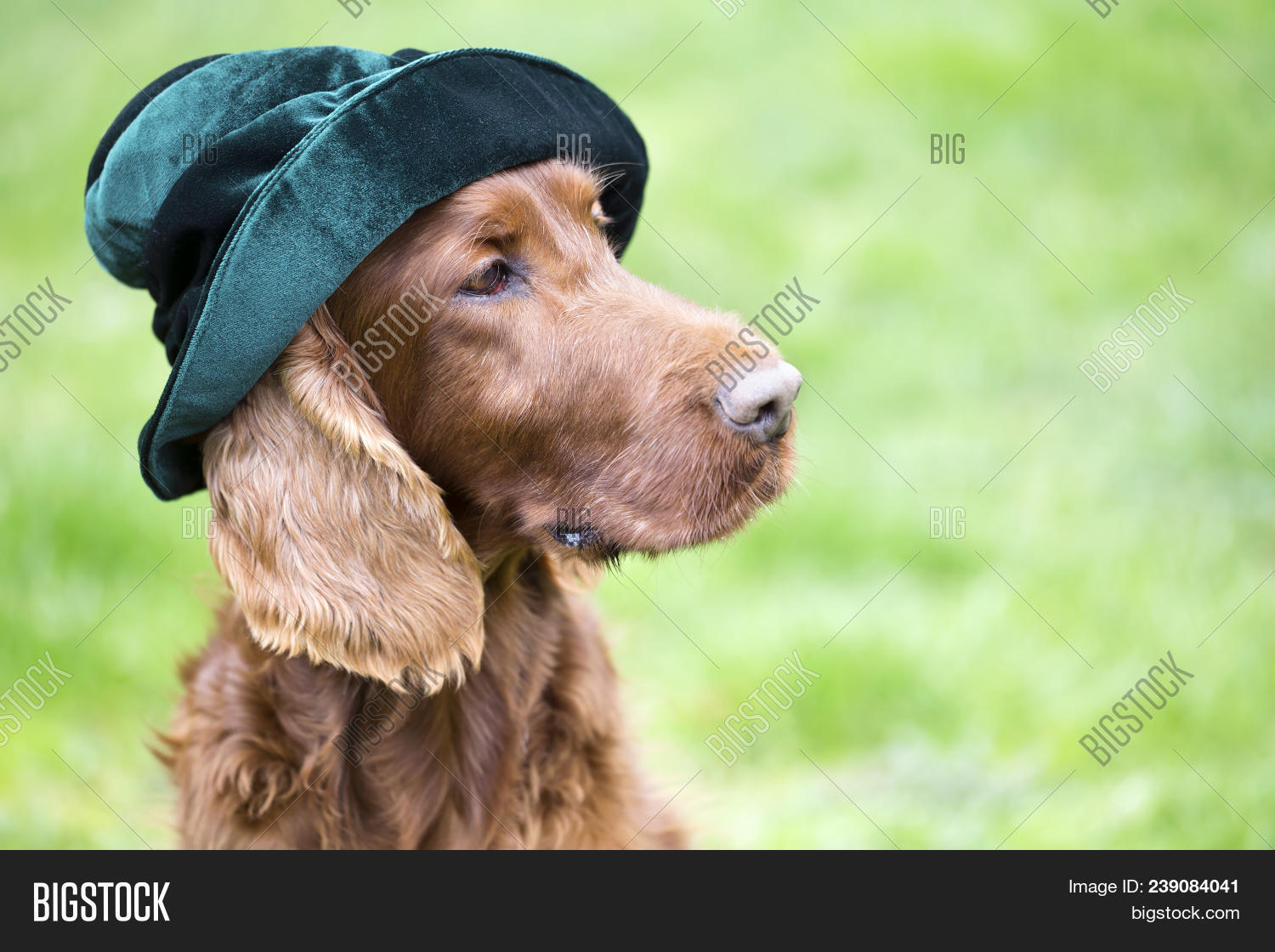 Cute Irish Setter Dog Image & Photo (Free Trial) | Bigstock