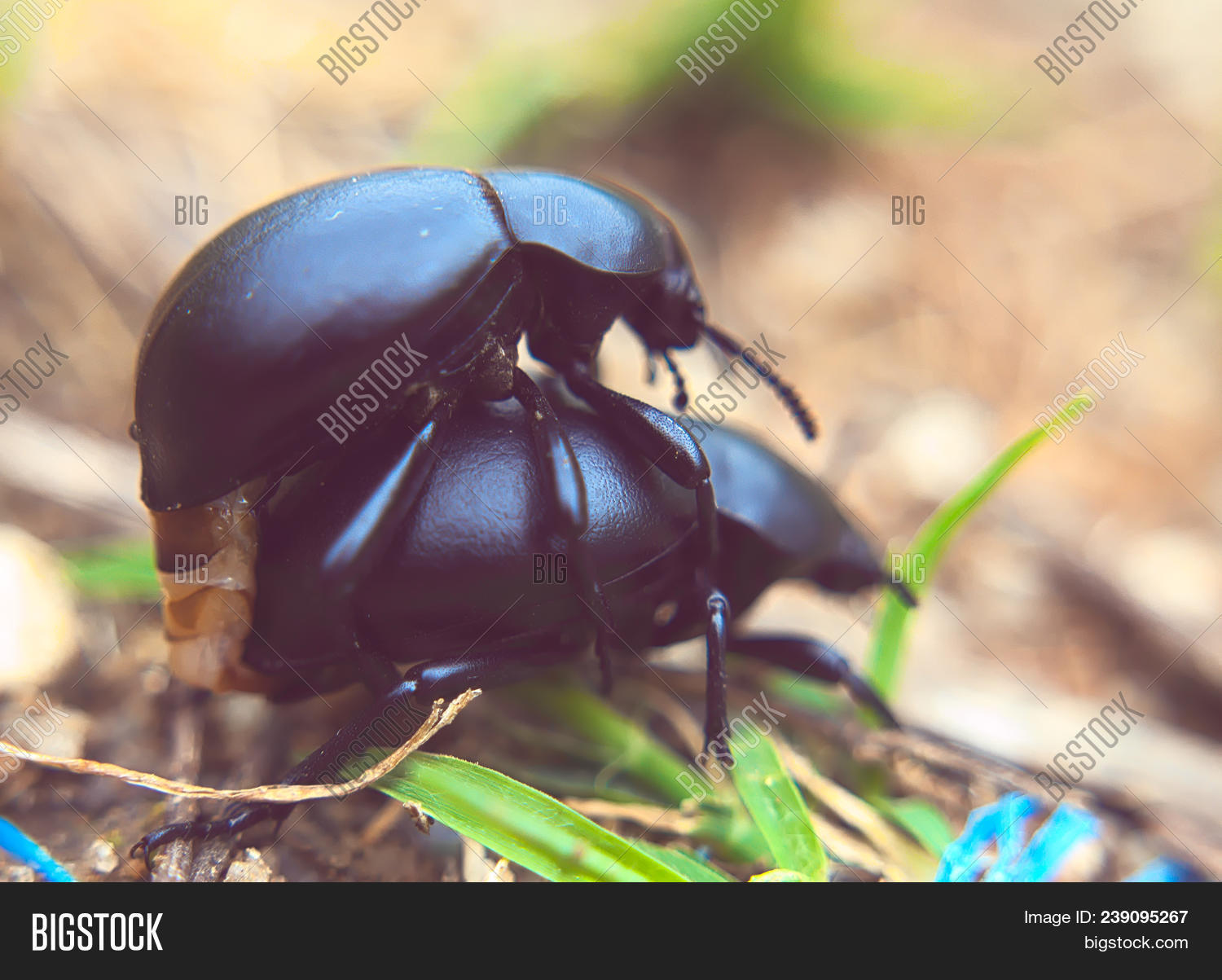 Couple Bugs Image & Photo (Free Trial) | Bigstock