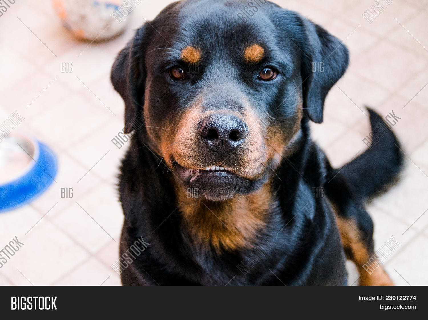 Labrador, Strong Image & Photo (Free Trial) | Bigstock