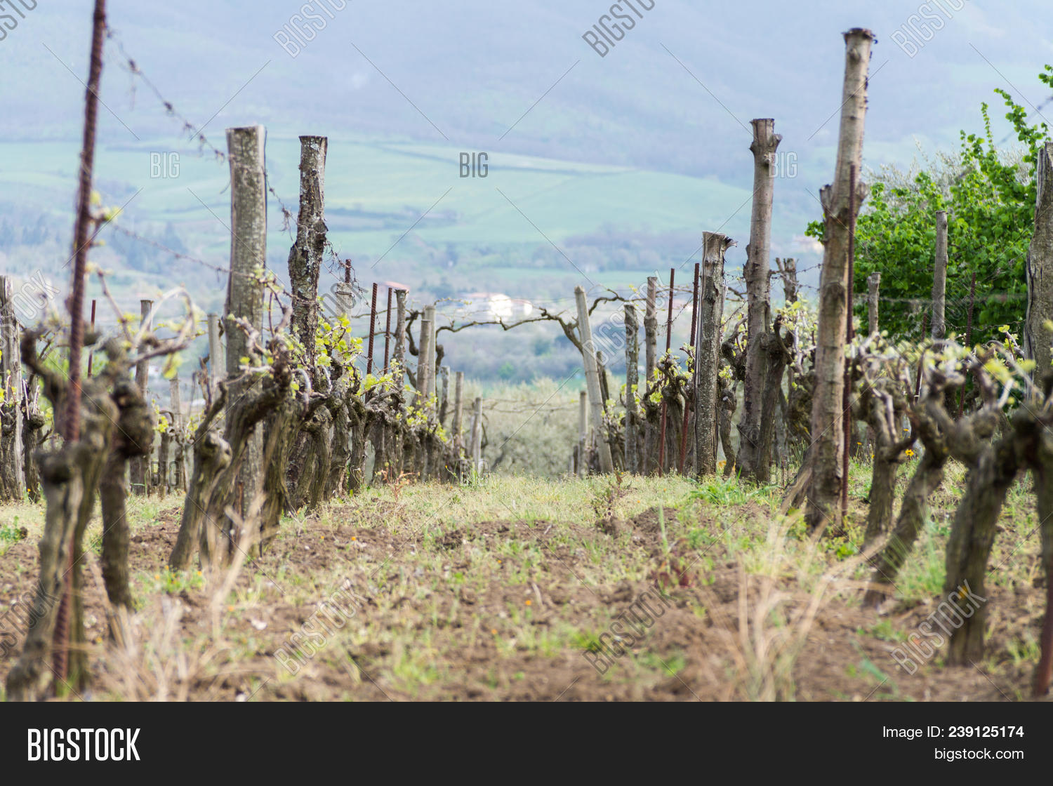 Vineyard, Growing Image & Photo (Free Trial) | Bigstock