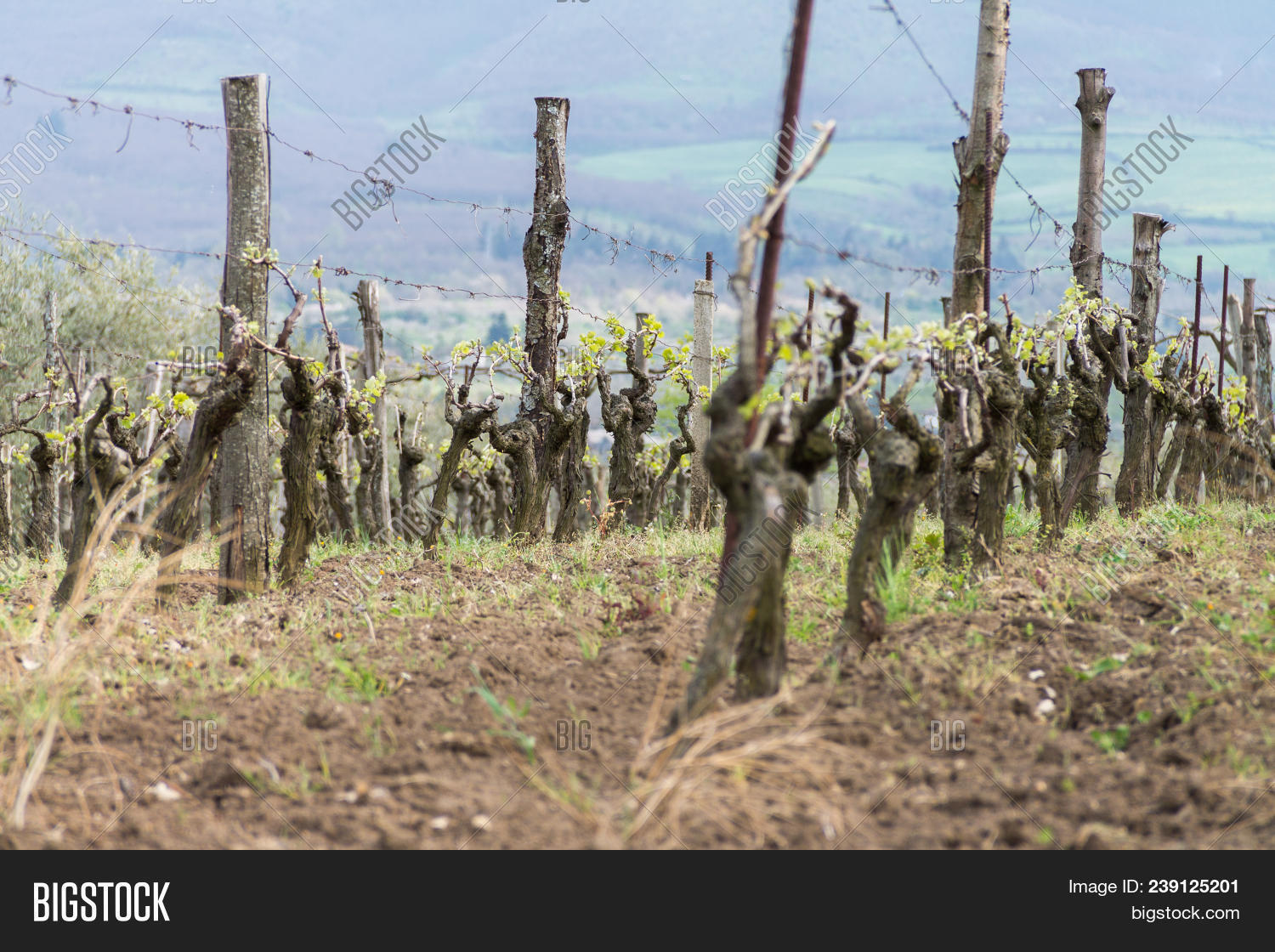 Vineyard, Growing Image & Photo (Free Trial) | Bigstock