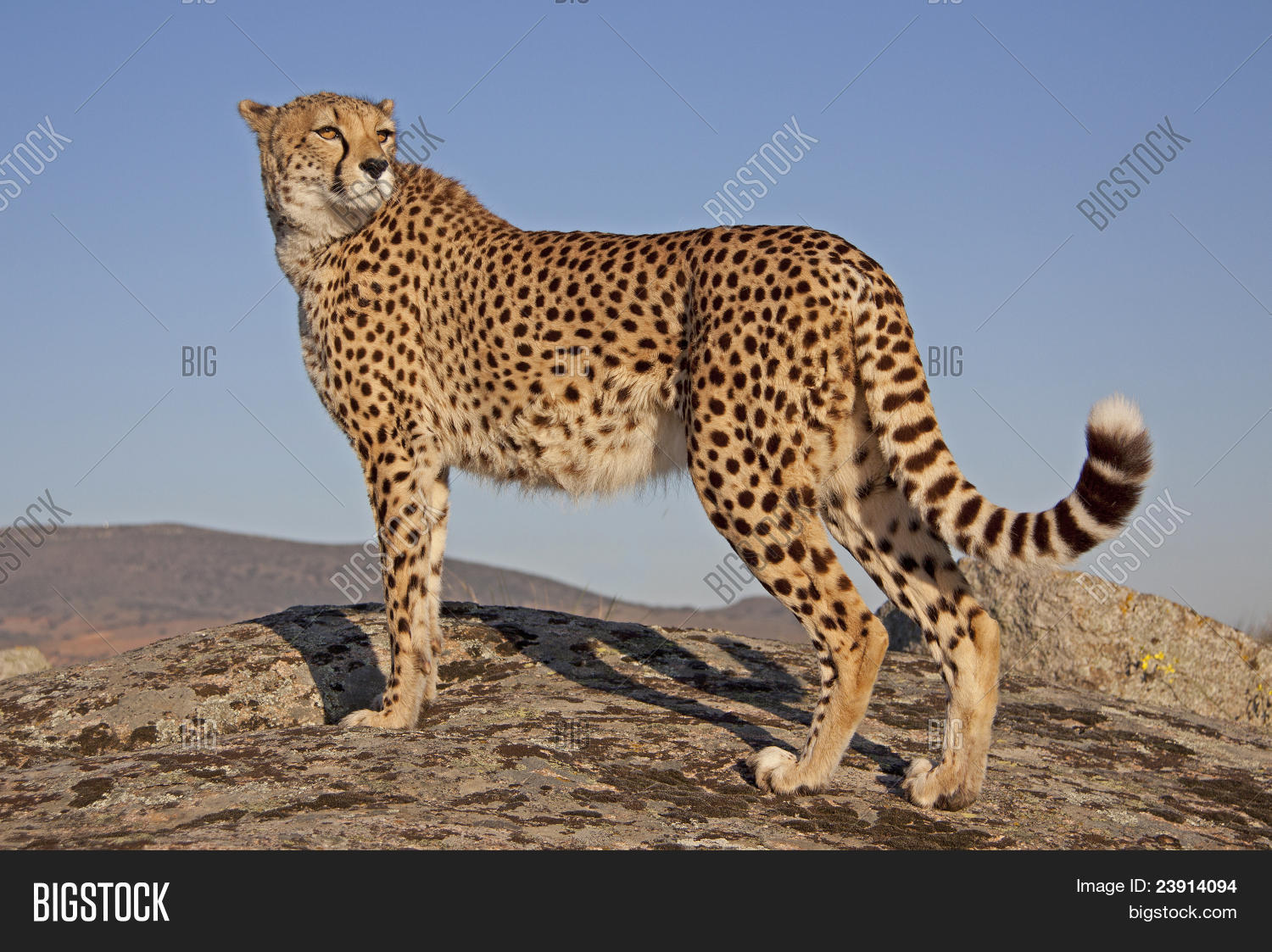 Standing Cheetah Image & Photo (Free Trial) | Bigstock