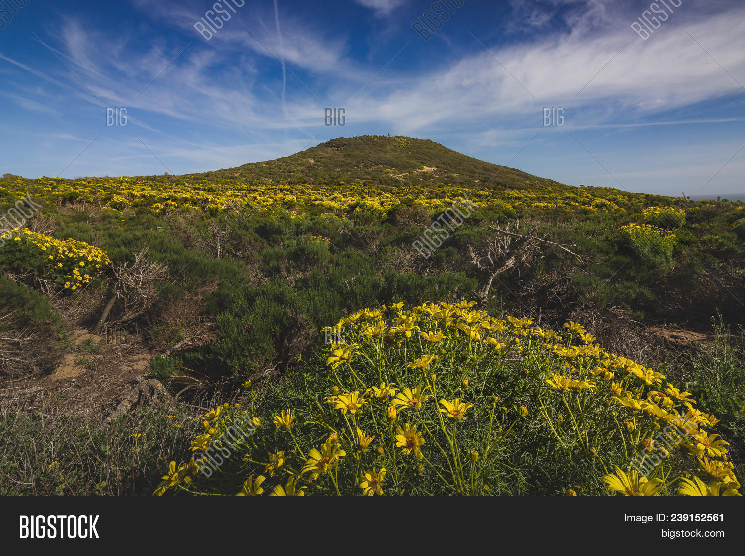 Beautiful Yellow Image & Photo (Free Trial) | Bigstock