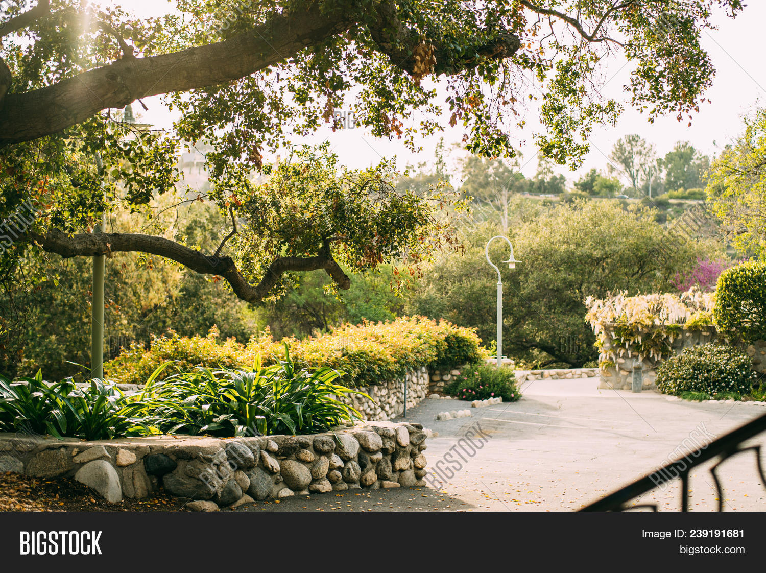 Asphalt Road Tree City Image & Photo (Free Trial) | Bigstock
