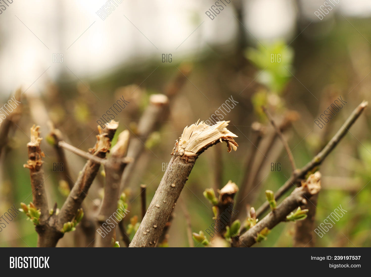 Small Branches Cutting Image & Photo (Free Trial) | Bigstock