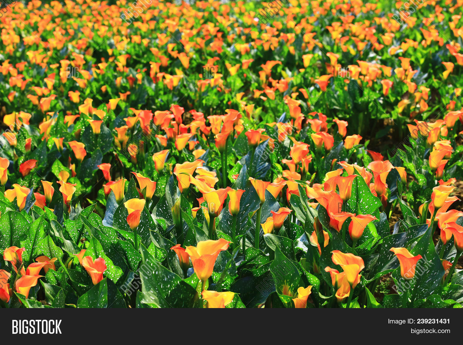 Imagen y foto Calla Lily Field, (prueba gratis) | Bigstock