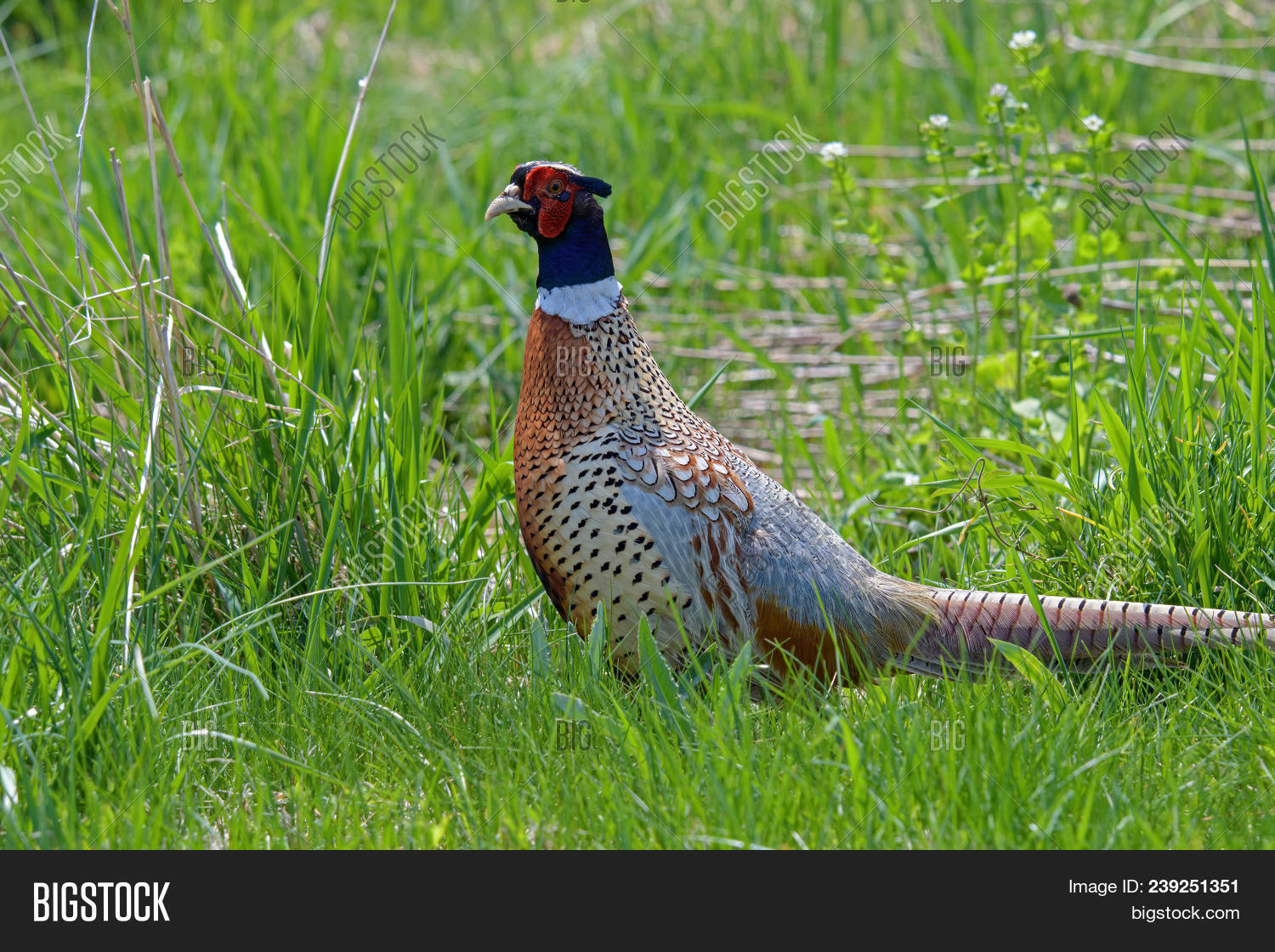 Ring-necked Pheasant Image & Photo (Free Trial) | Bigstock