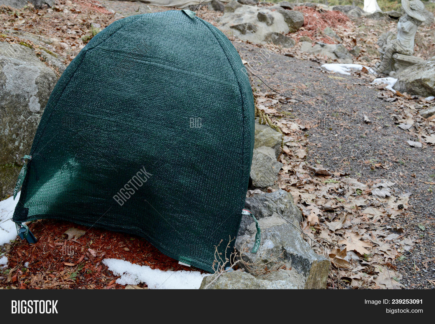 Young Cedar Shrub Has Image & Photo (Free Trial) | Bigstock