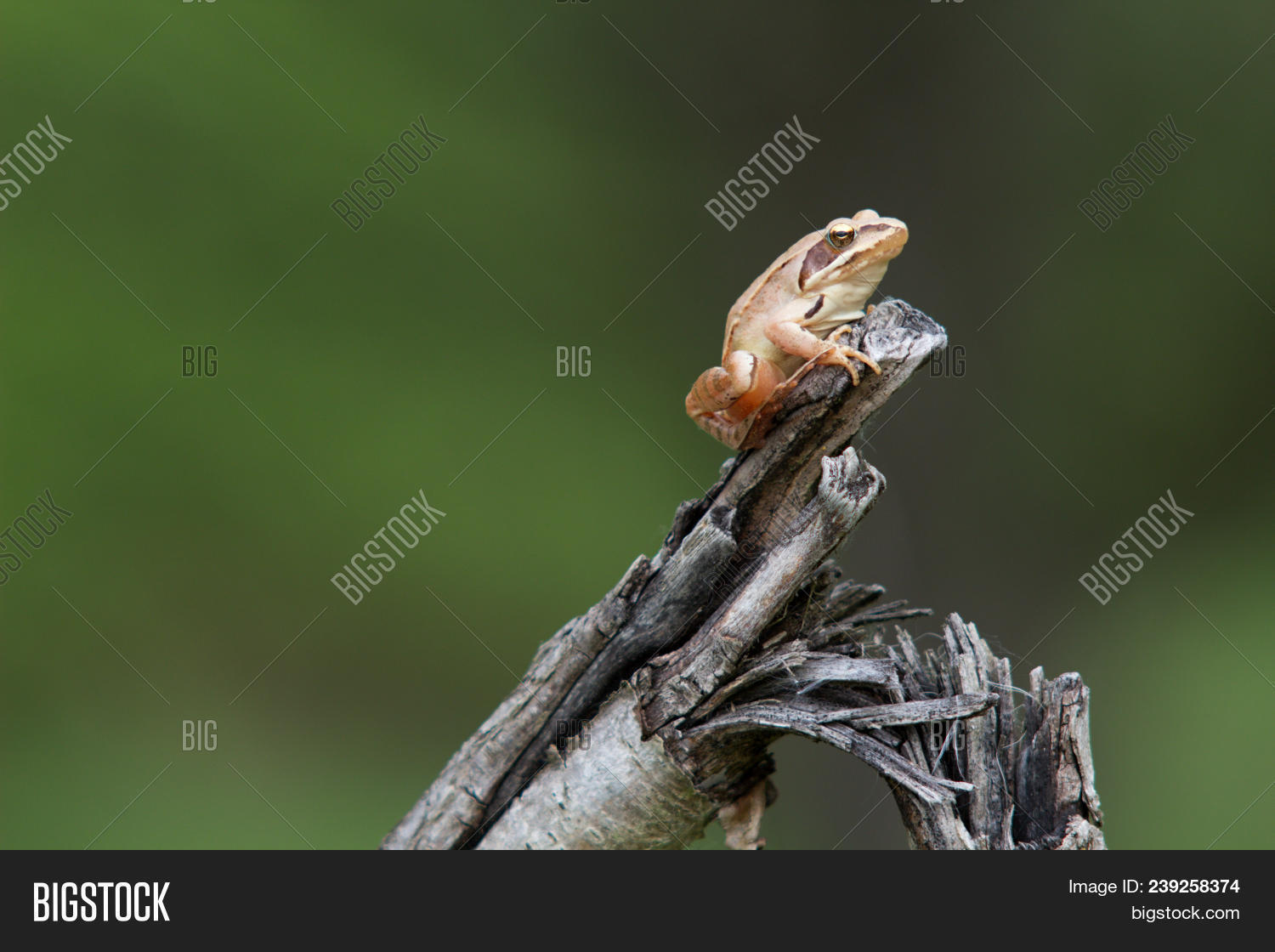 Rana Dalmatina (rana Image & Photo (Free Trial) | Bigstock