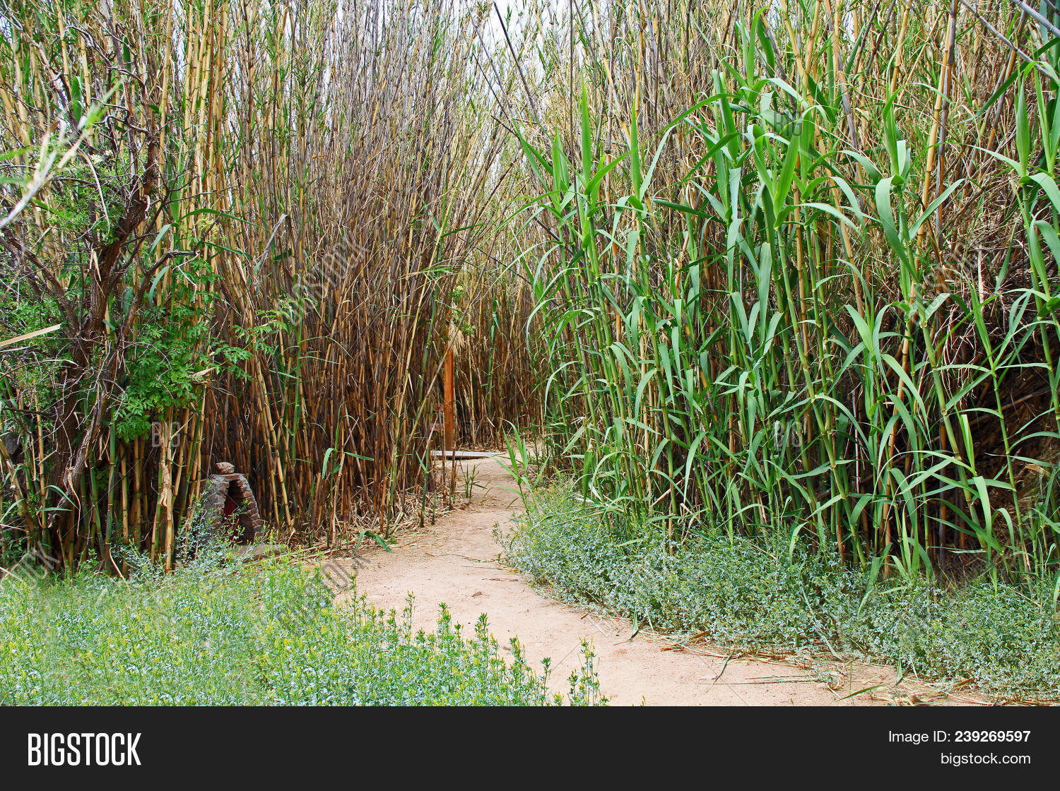Small Brick Grotto Image & Photo (Free Trial) | Bigstock