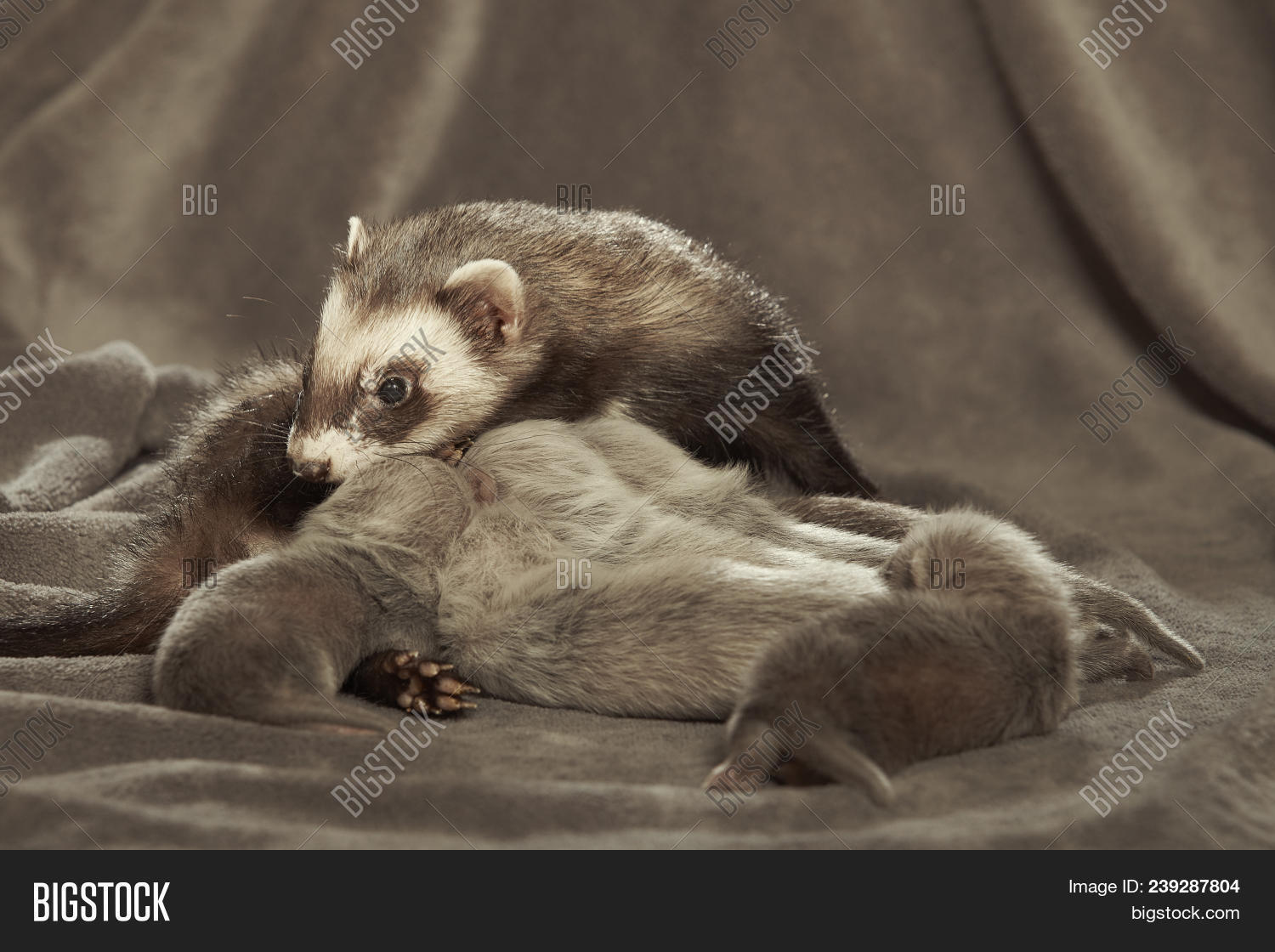 Ferret Mother Take Image & Photo (Free Trial) | Bigstock