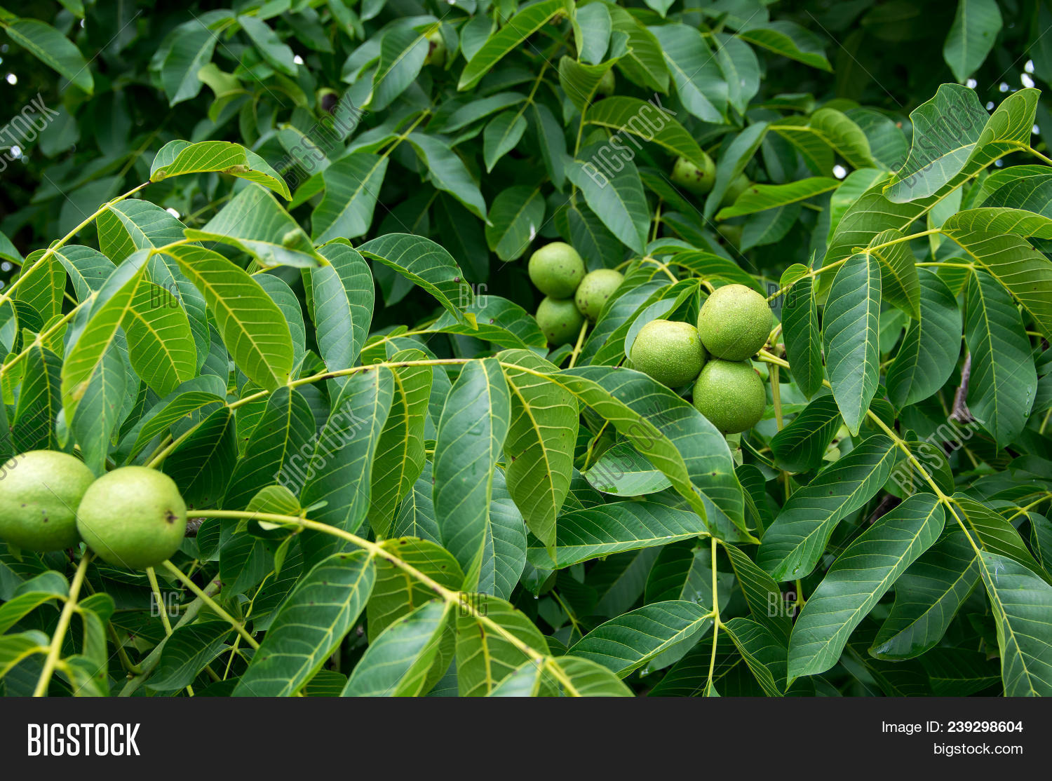 Eastern Black Walnuts Image & Photo (Free Trial) | Bigstock