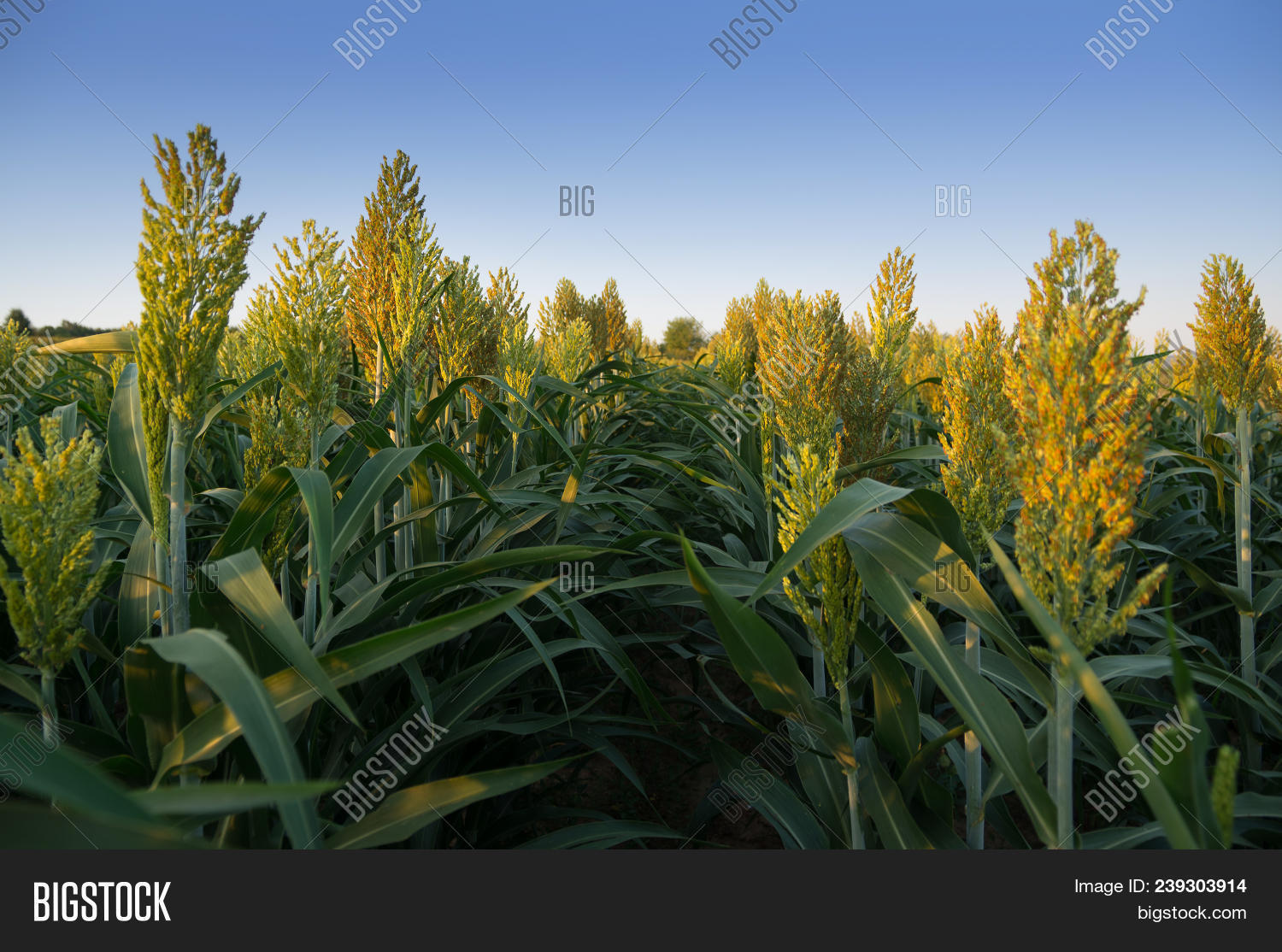 Sorghum Field. Other Image & Photo (Free Trial) | Bigstock