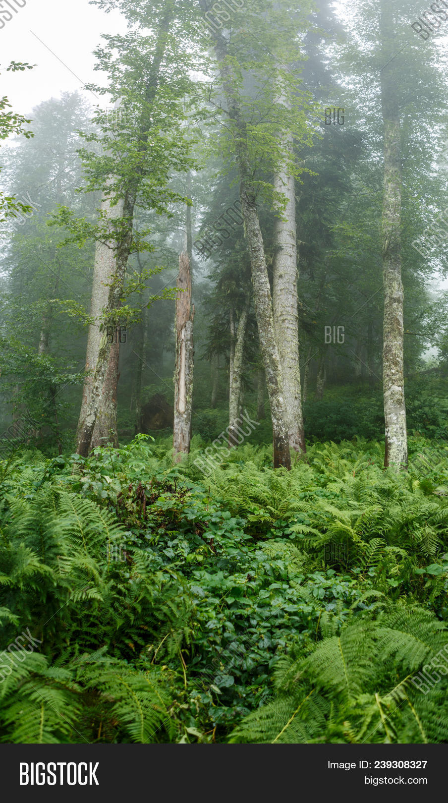 Photo Forest Fern Image & Photo (Free Trial) | Bigstock