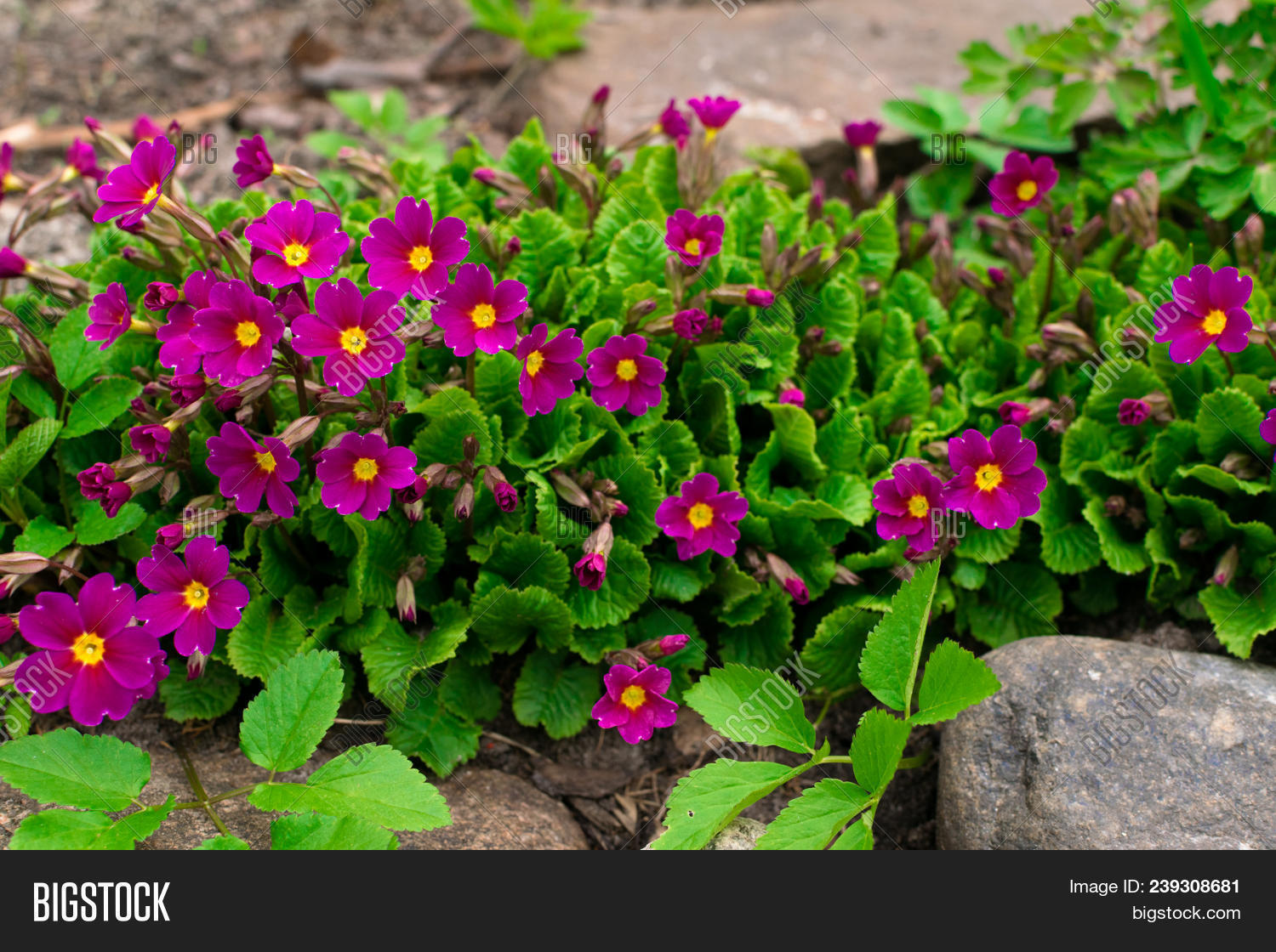 Flowering Pink Primula Image & Photo (Free Trial) | Bigstock