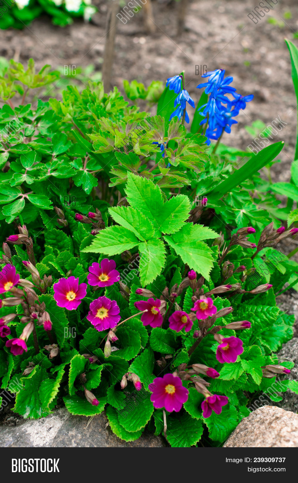 Flowering Pink Primula Image & Photo (Free Trial) | Bigstock