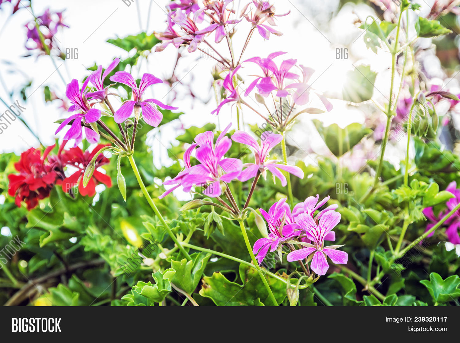 Purple Red Pelargonium Image & Photo (Free Trial) | Bigstock