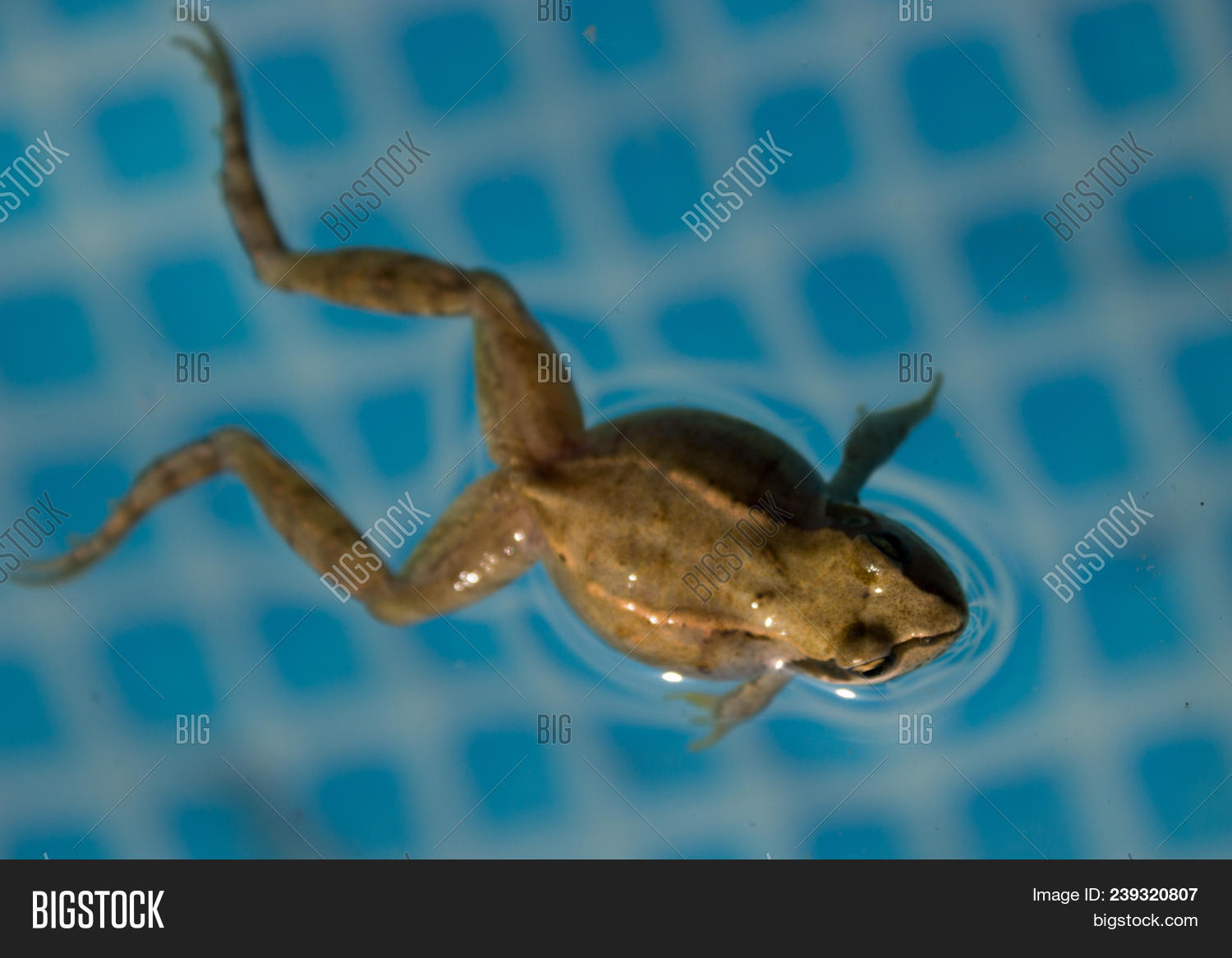 Detail Frog Water Pool Image & Photo (Free Trial) | Bigstock
