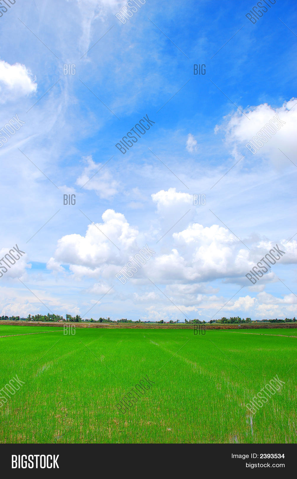Paddy Field Image & Photo (Free Trial) | Bigstock
