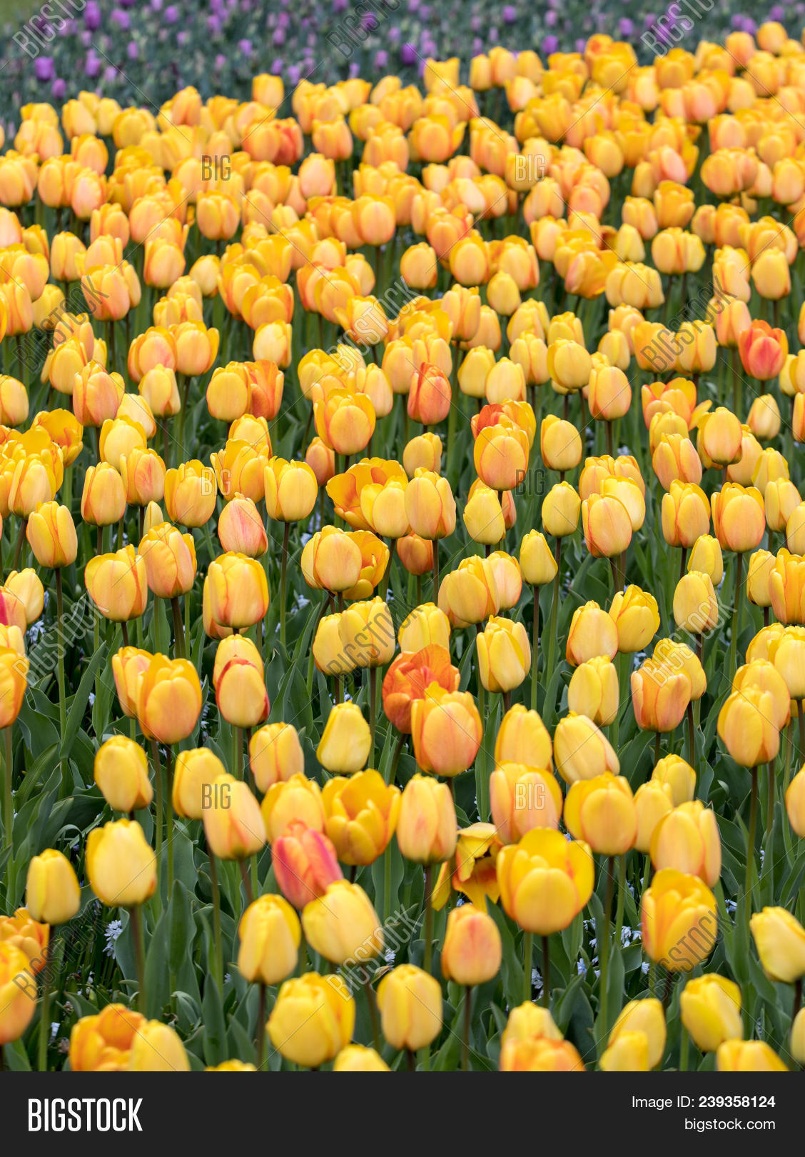 Yellow Tulips Flowers Image & Photo (Free Trial) | Bigstock