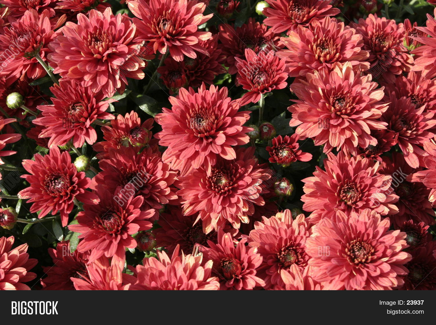 Red Flower Texture Image & Photo (Free Trial) | Bigstock