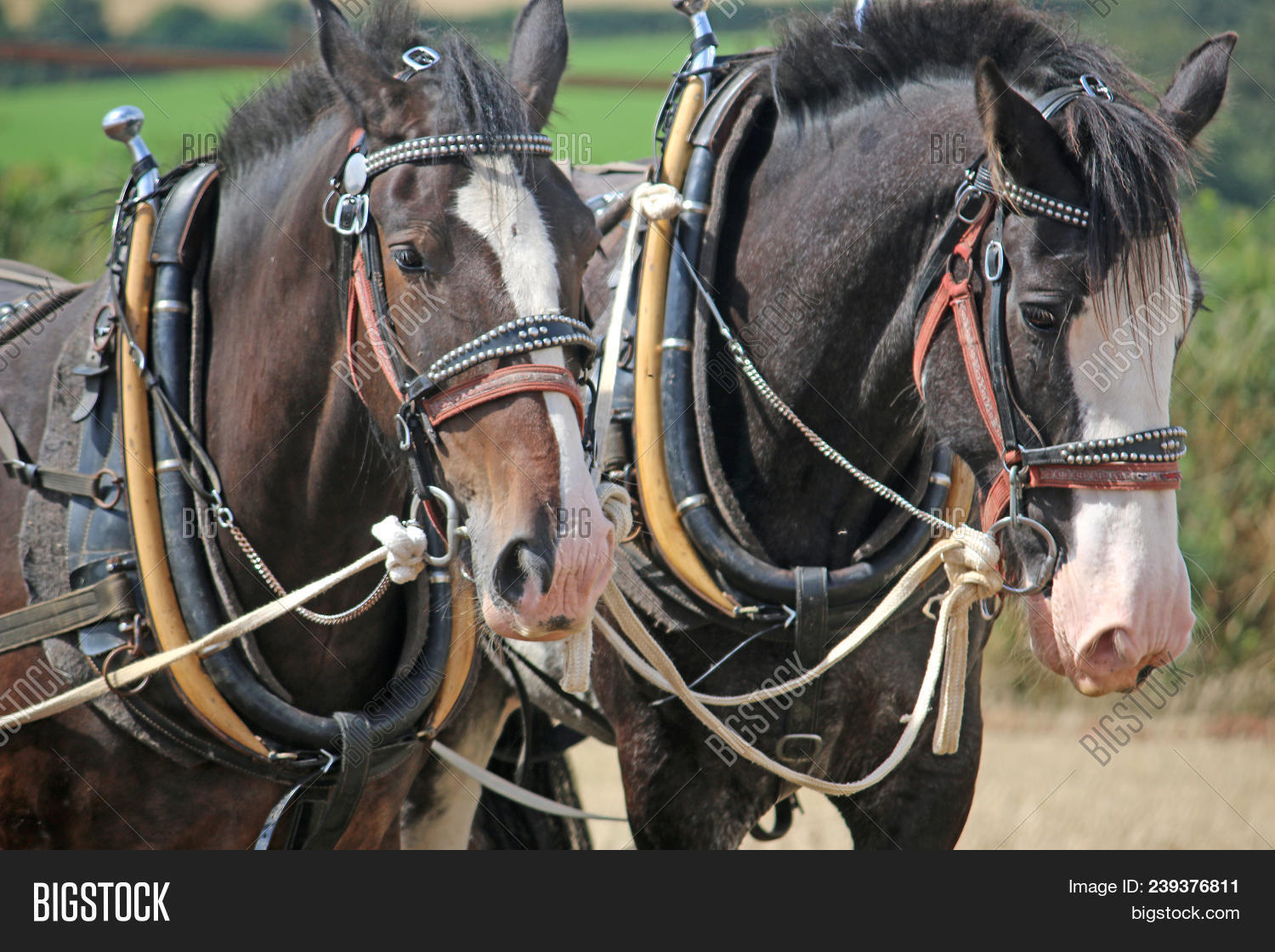 Shire Horses Harness Image & Photo (Free Trial) | Bigstock
