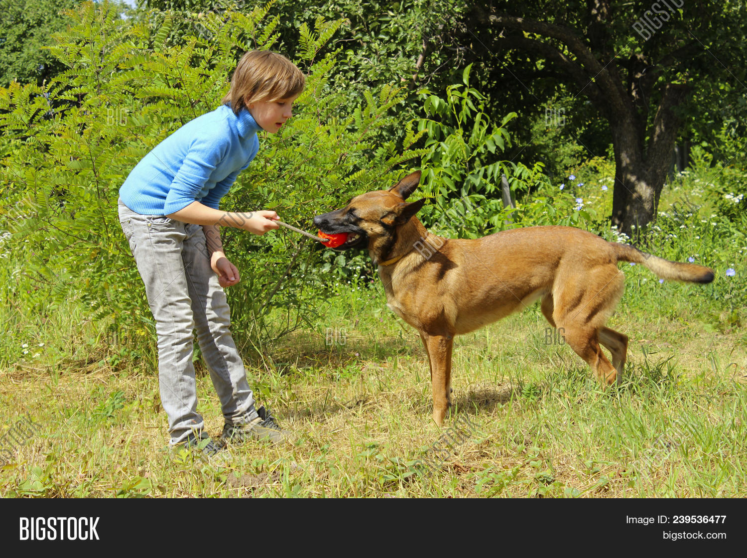 Dog Playing Owner. Image & Photo (Free Trial) | Bigstock