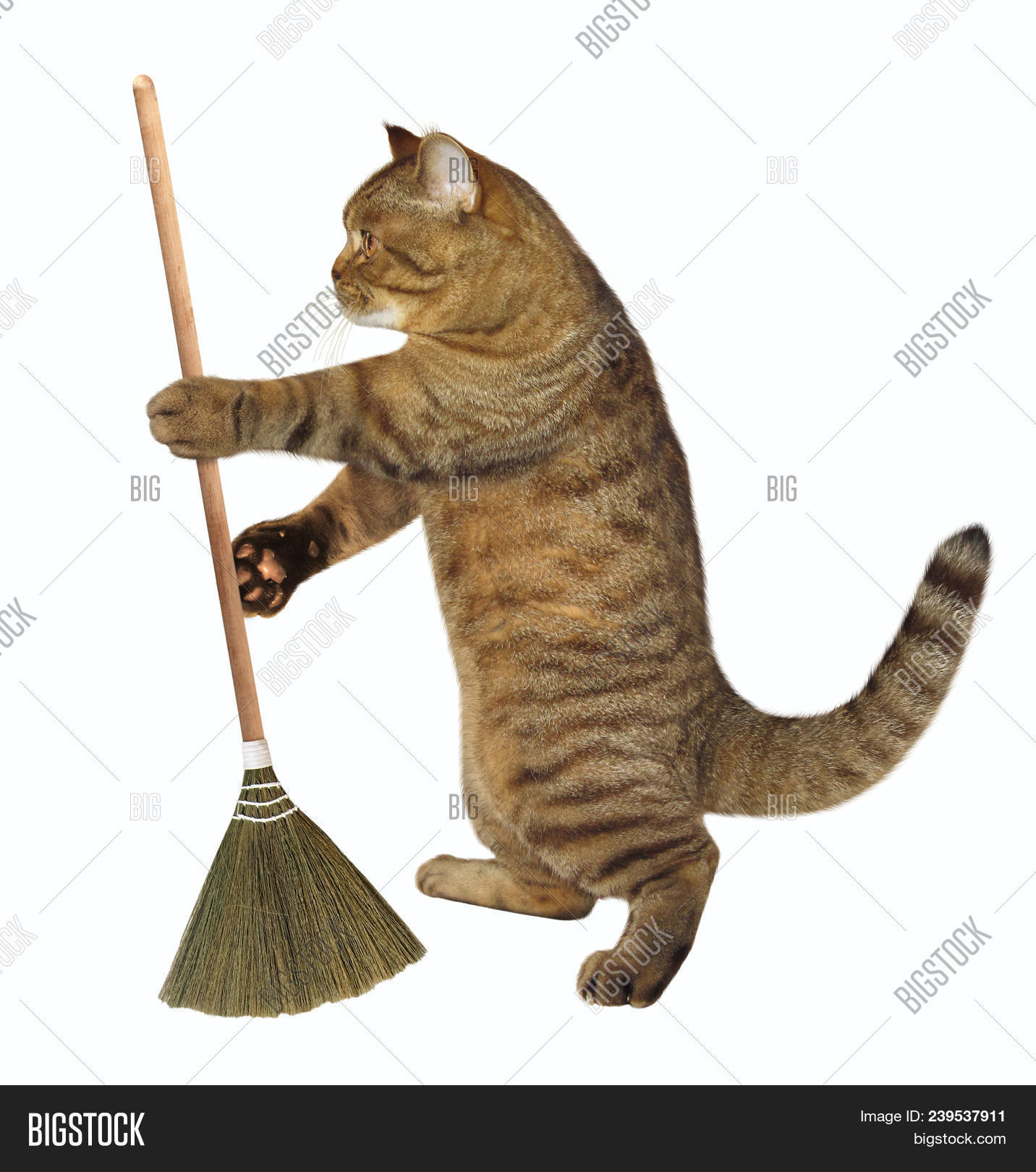 Cat Holds Sweeping Image & Photo (Free Trial) | Bigstock