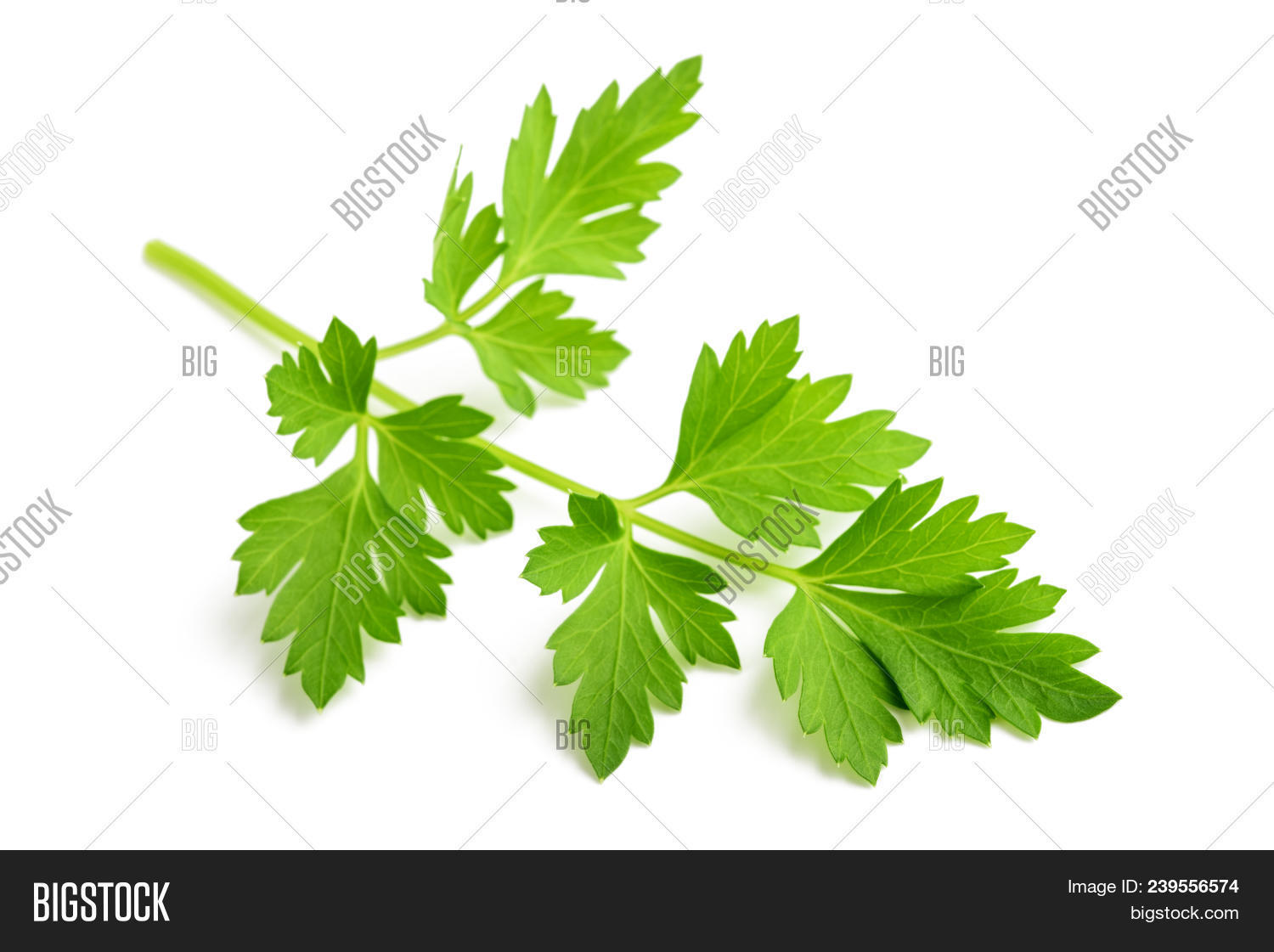 Fresh Parsley Sprig Image & Photo (Free Trial) | Bigstock