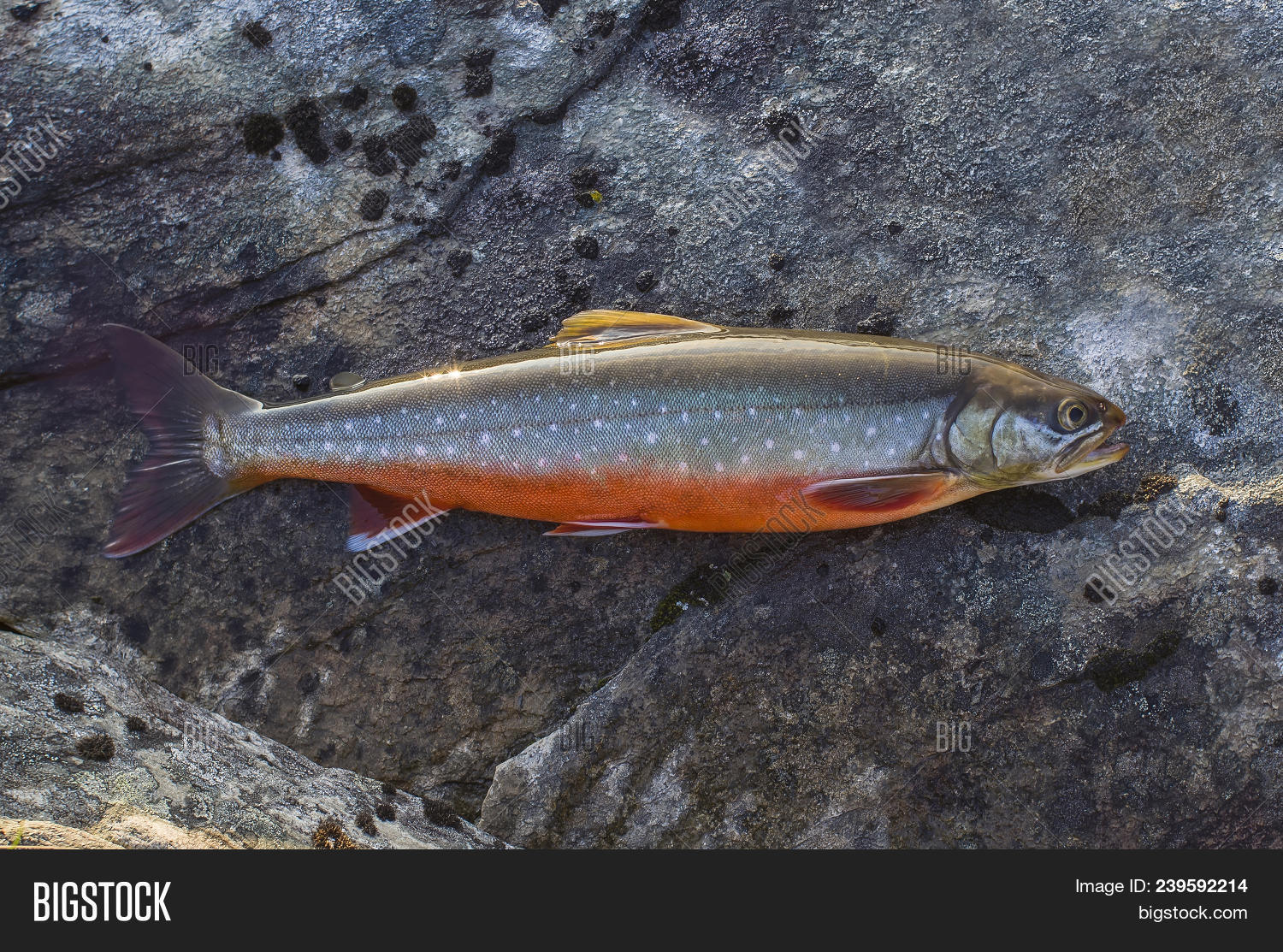 Arctic Char Fish On Image & Photo (Free Trial) | Bigstock