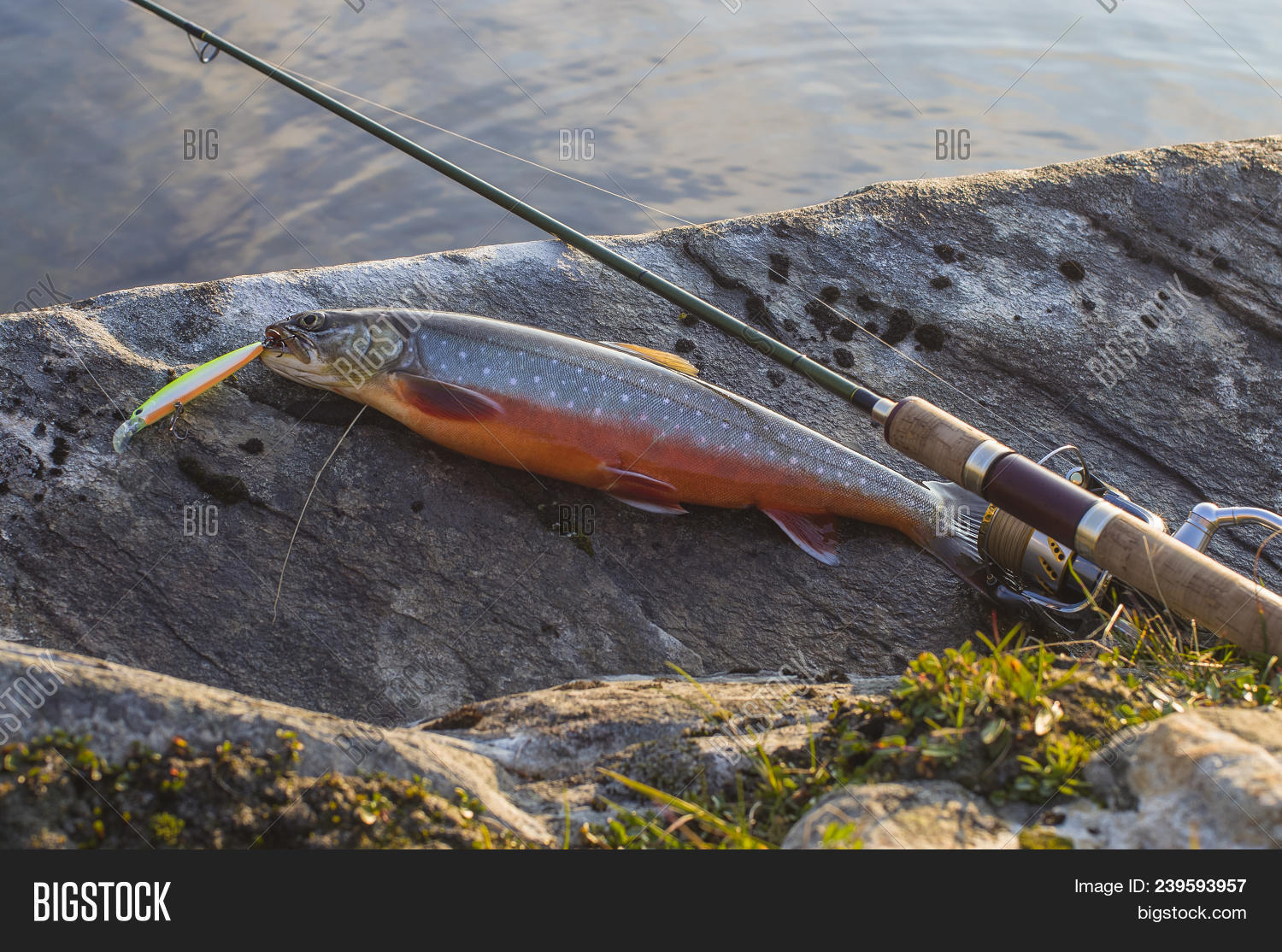Arctic Char Fish On Image & Photo (Free Trial) | Bigstock