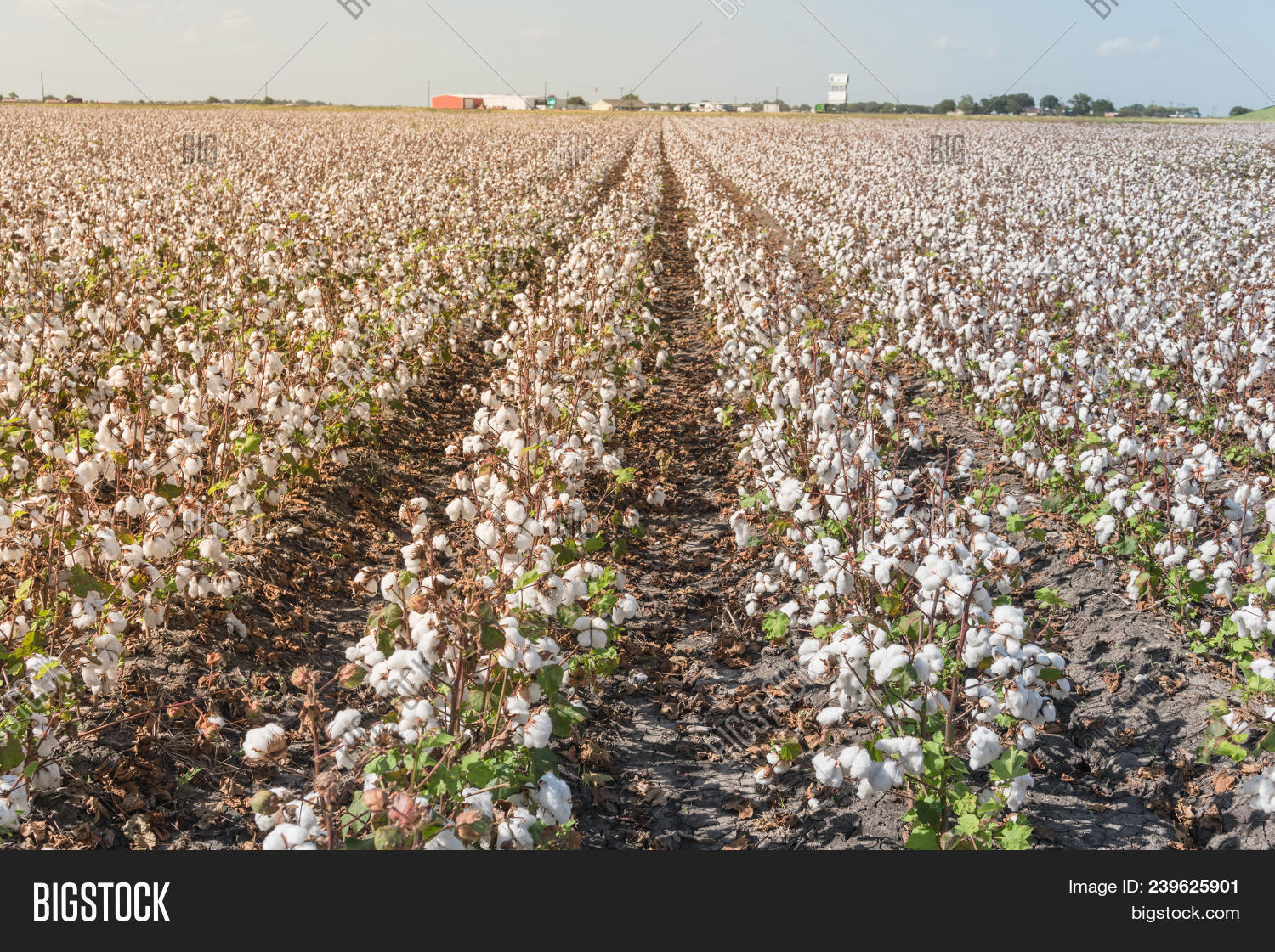 Row Cotton Fields Image & Photo (Free Trial) | Bigstock