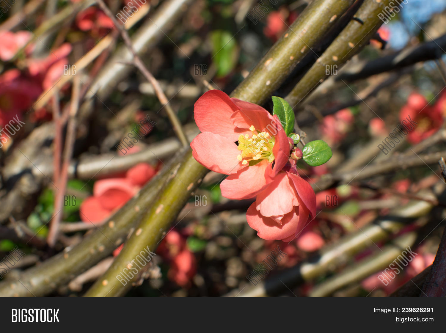 Red Flowers Superba Image & Photo (Free Trial) | Bigstock