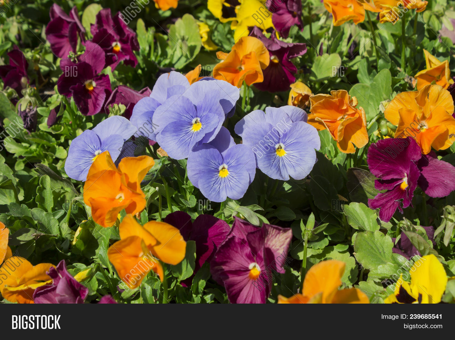 Flower Garden Sunny Image & Photo (Free Trial) | Bigstock