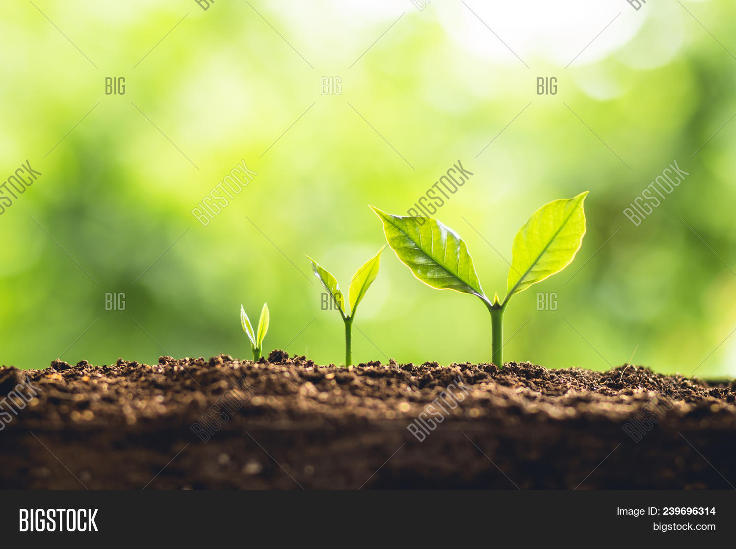 Tree Growth Three Image & Photo (Free Trial) | Bigstock