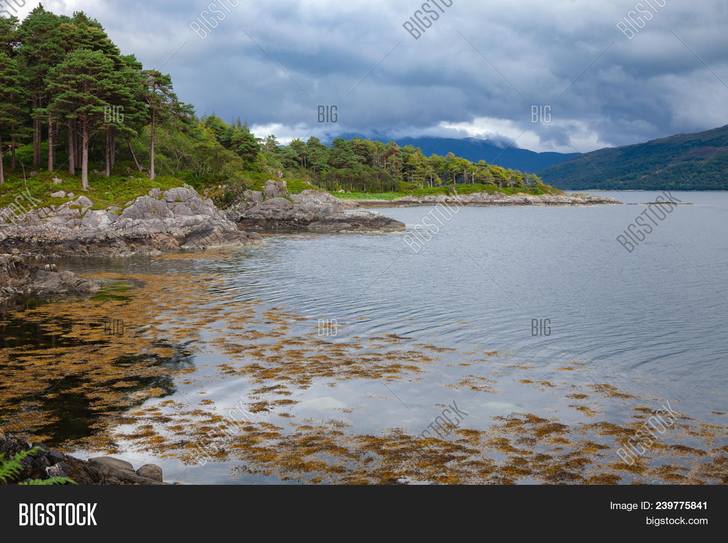 Shore Loch Sunart Image & Photo (Free Trial) | Bigstock