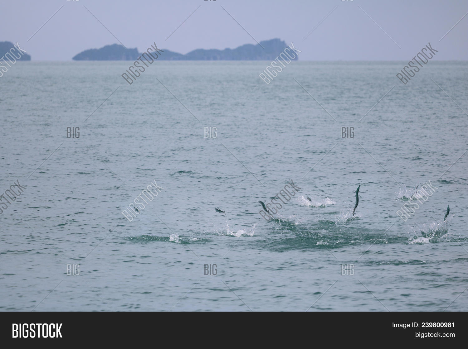 Sailfish Jumping On Image & Photo (Free Trial) | Bigstock