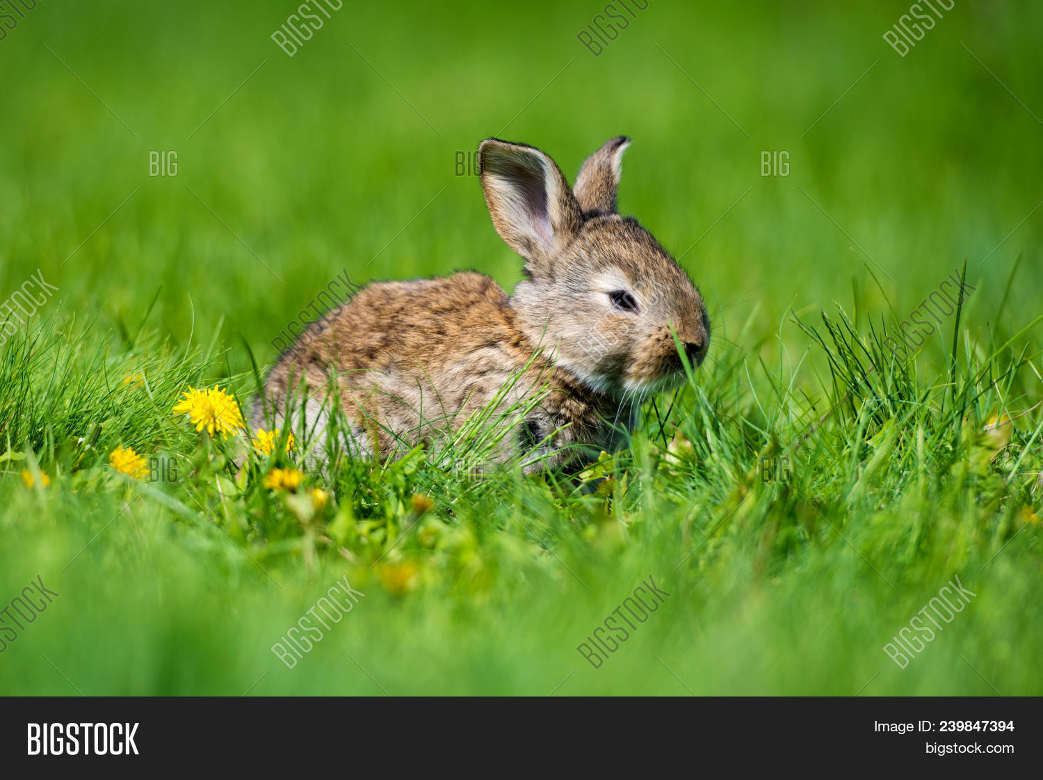 Cute Rabbit Flower Image & Photo (Free Trial) | Bigstock