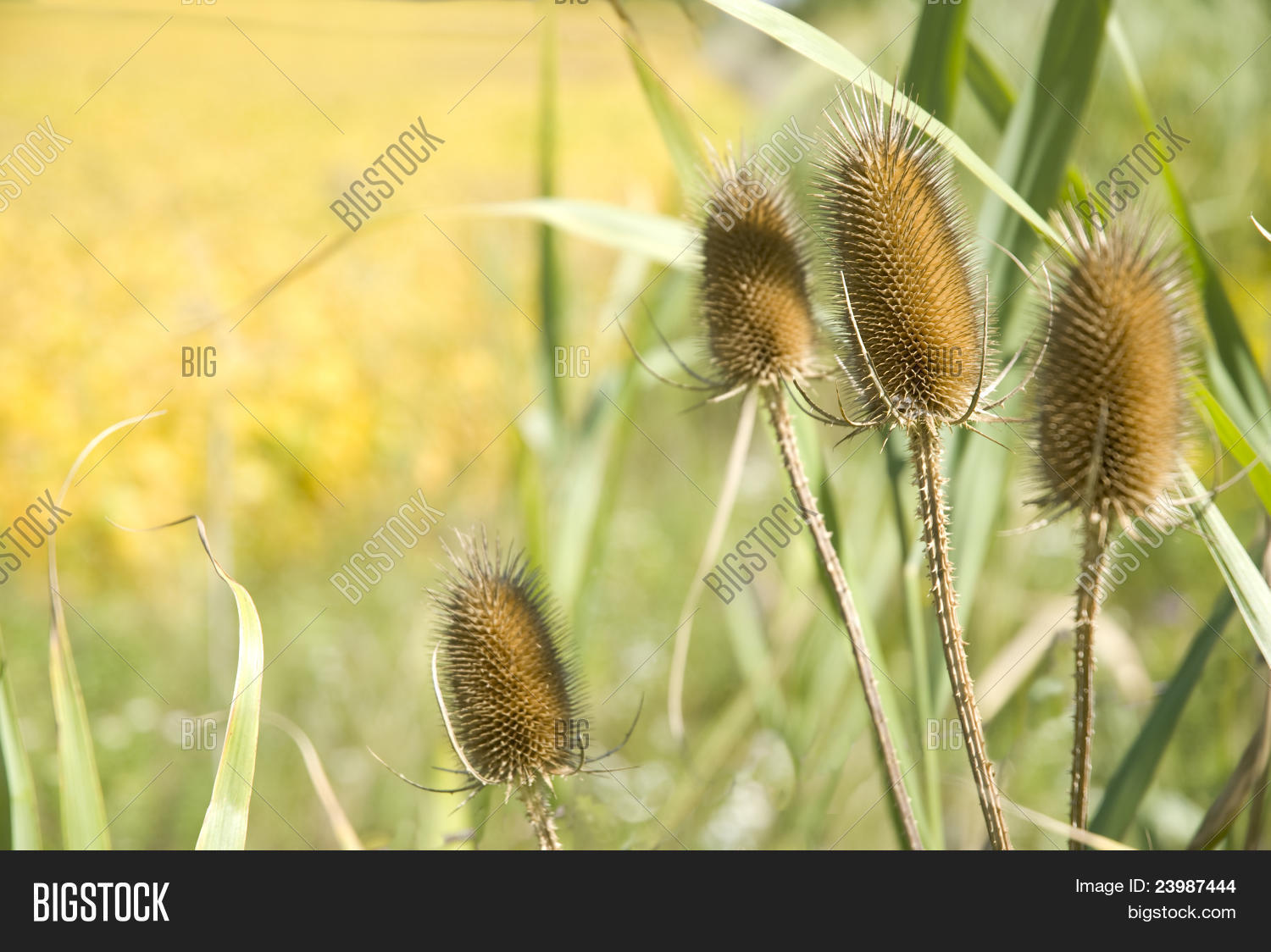 Bullrush Fall Image & Photo (Free Trial) | Bigstock