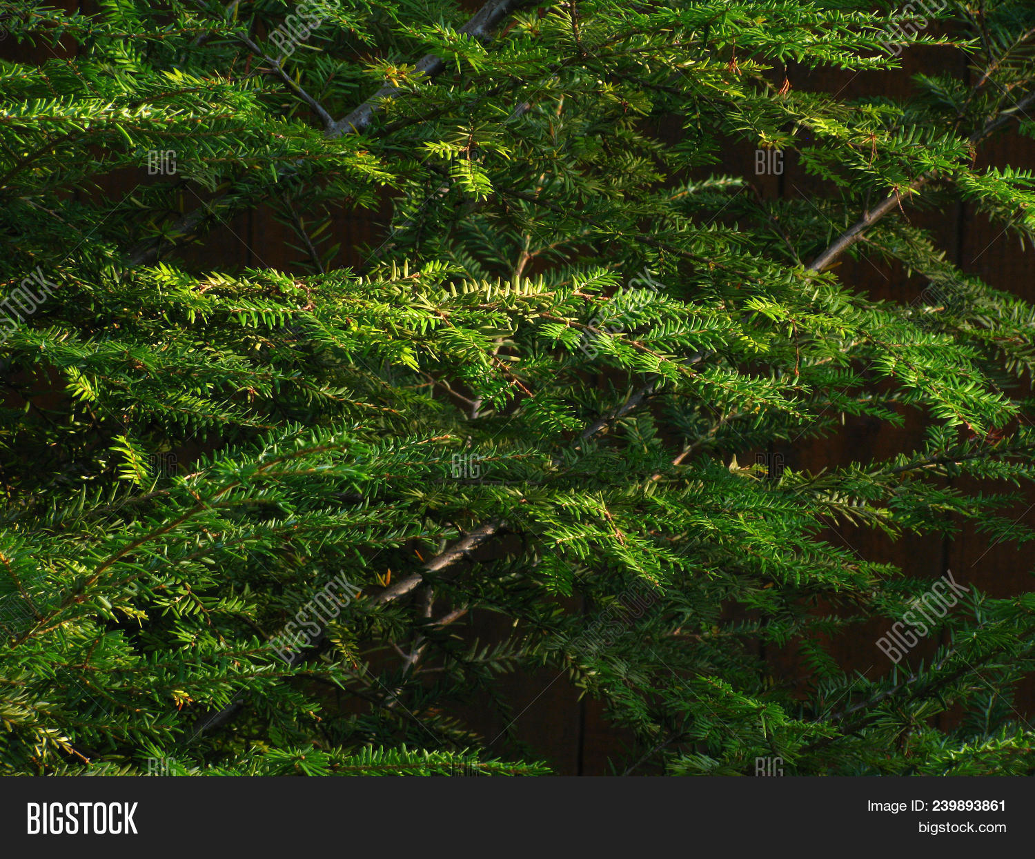 Hemlock Trees Spreads Image & Photo (Free Trial) | Bigstock