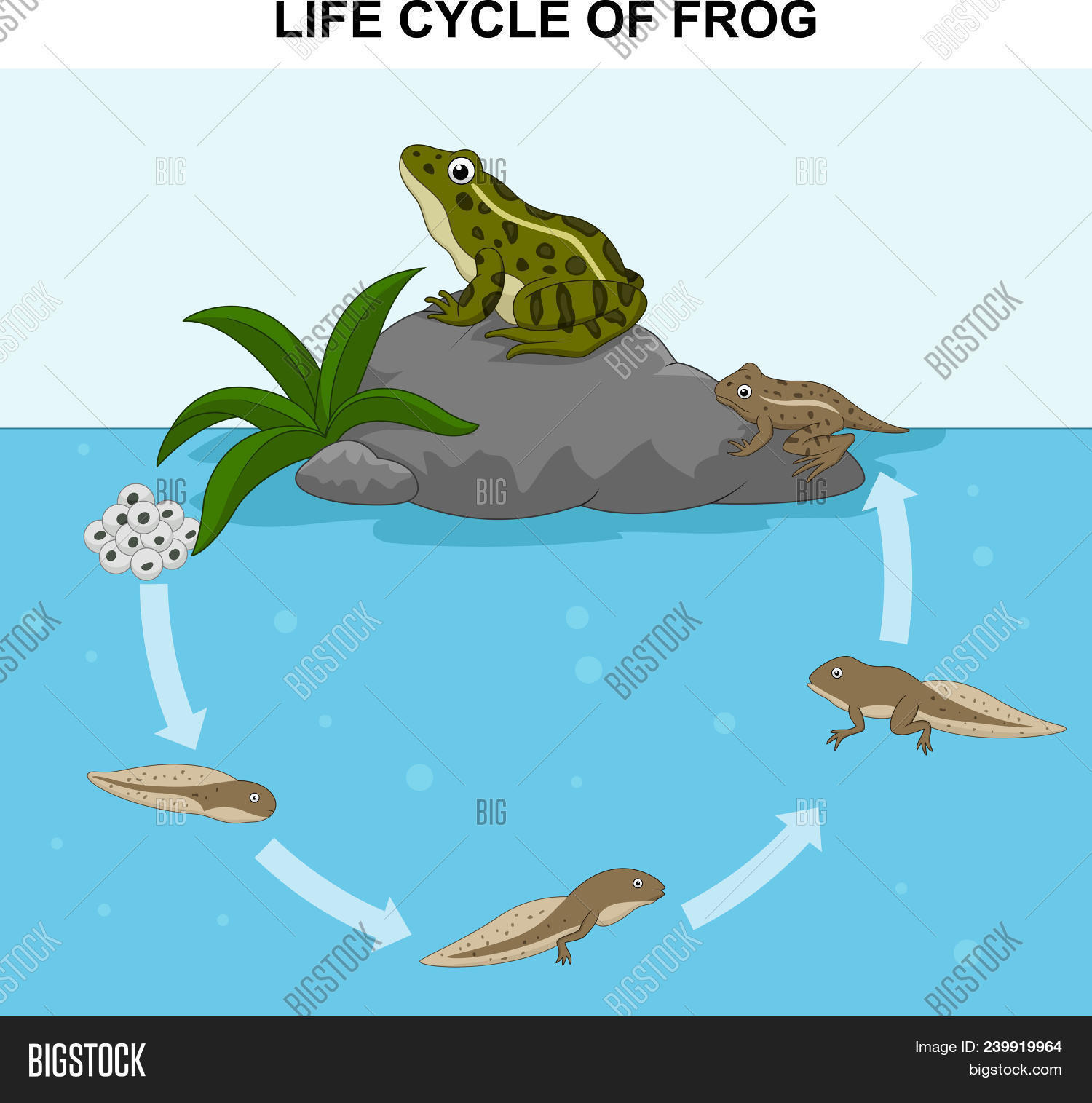 Illustration Frog Life Image & Photo (Free Trial) | Bigstock