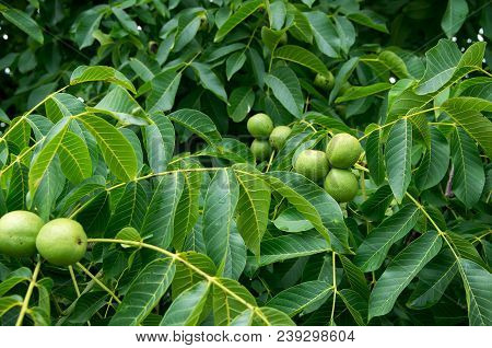 Eastern Black Walnuts Image & Photo (Free Trial) | Bigstock