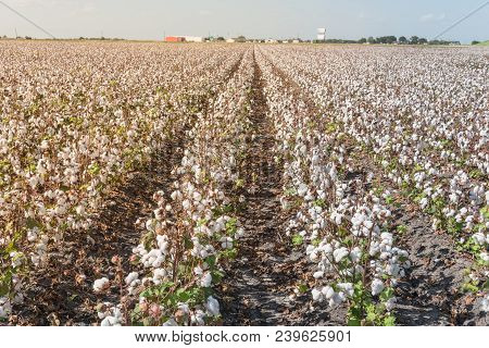 Row Cotton Fields Image & Photo (Free Trial) | Bigstock