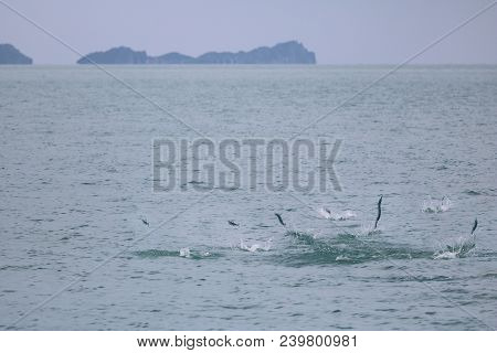 Sailfish Jumping On Image & Photo (Free Trial) | Bigstock