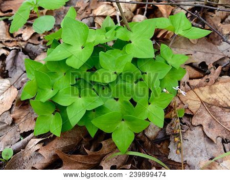 Three Lobed Leaves Image & Photo (Free Trial) | Bigstock